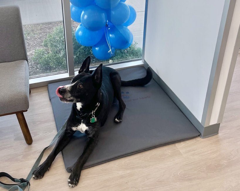 Introducing Our New Sustainable Vet Mat in Partnership with Beach Anim