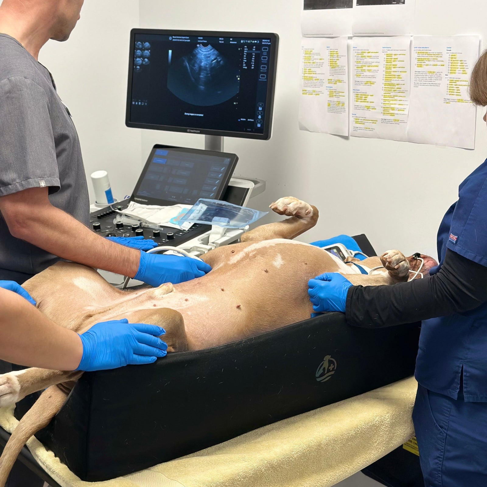 V-Trough Vet Immobilizer